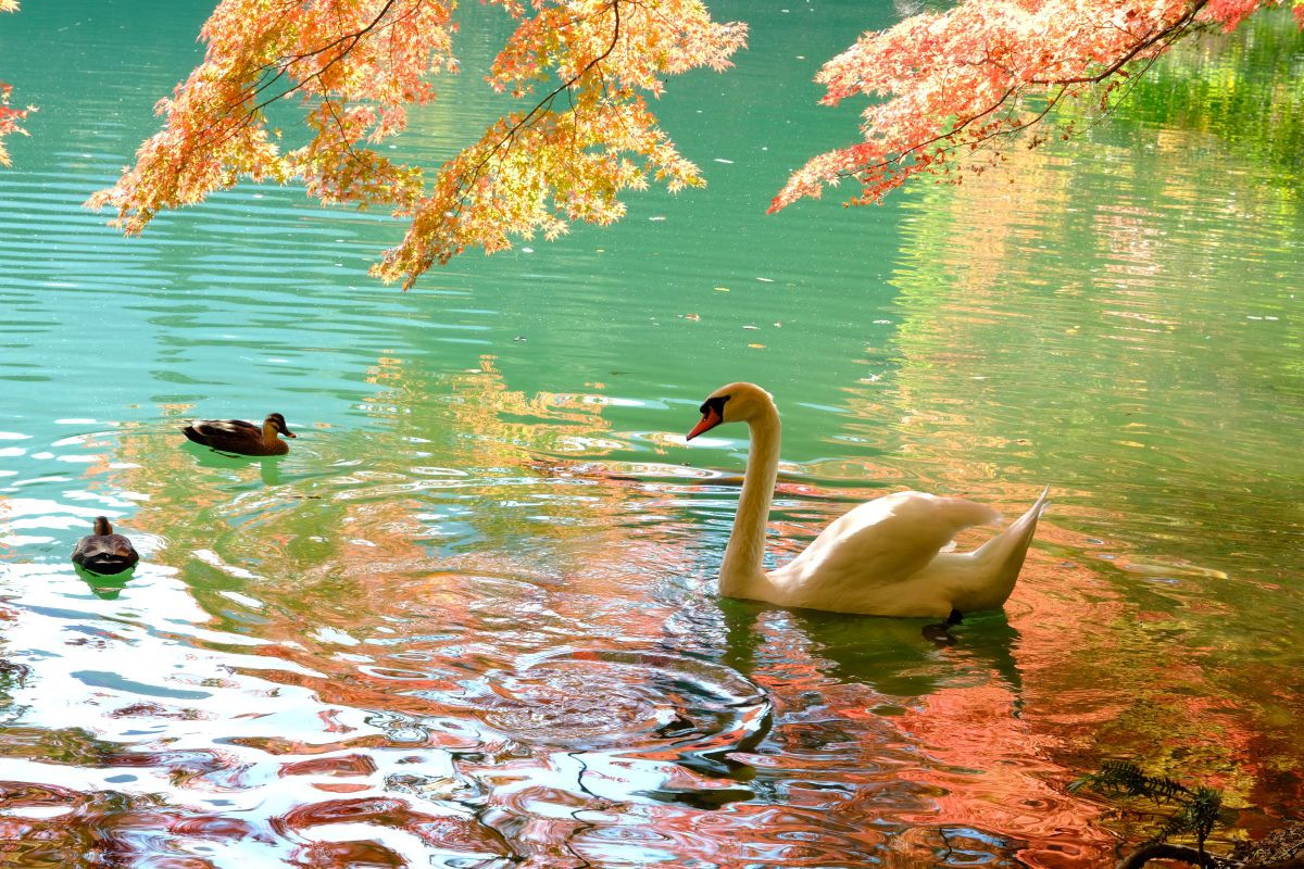 紅葉swan | GANREF