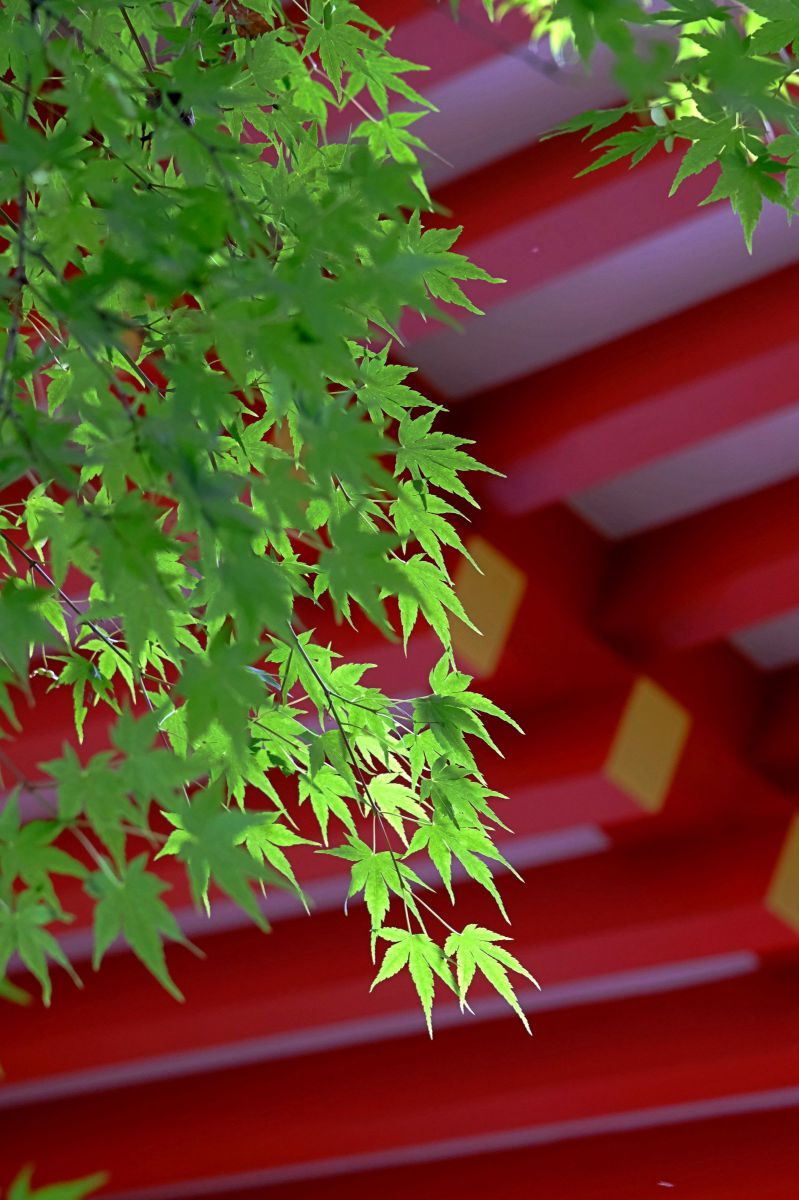 red＆green | GANREF