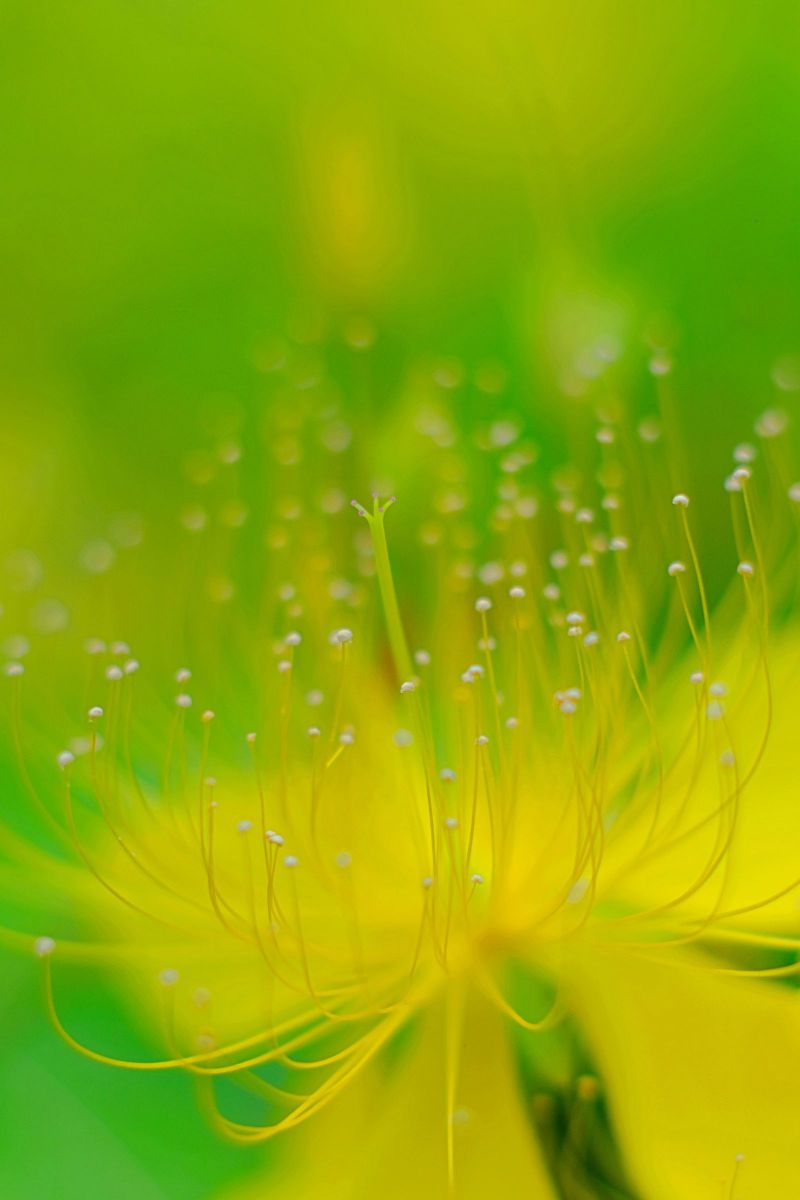 Princes yellow | GANREF