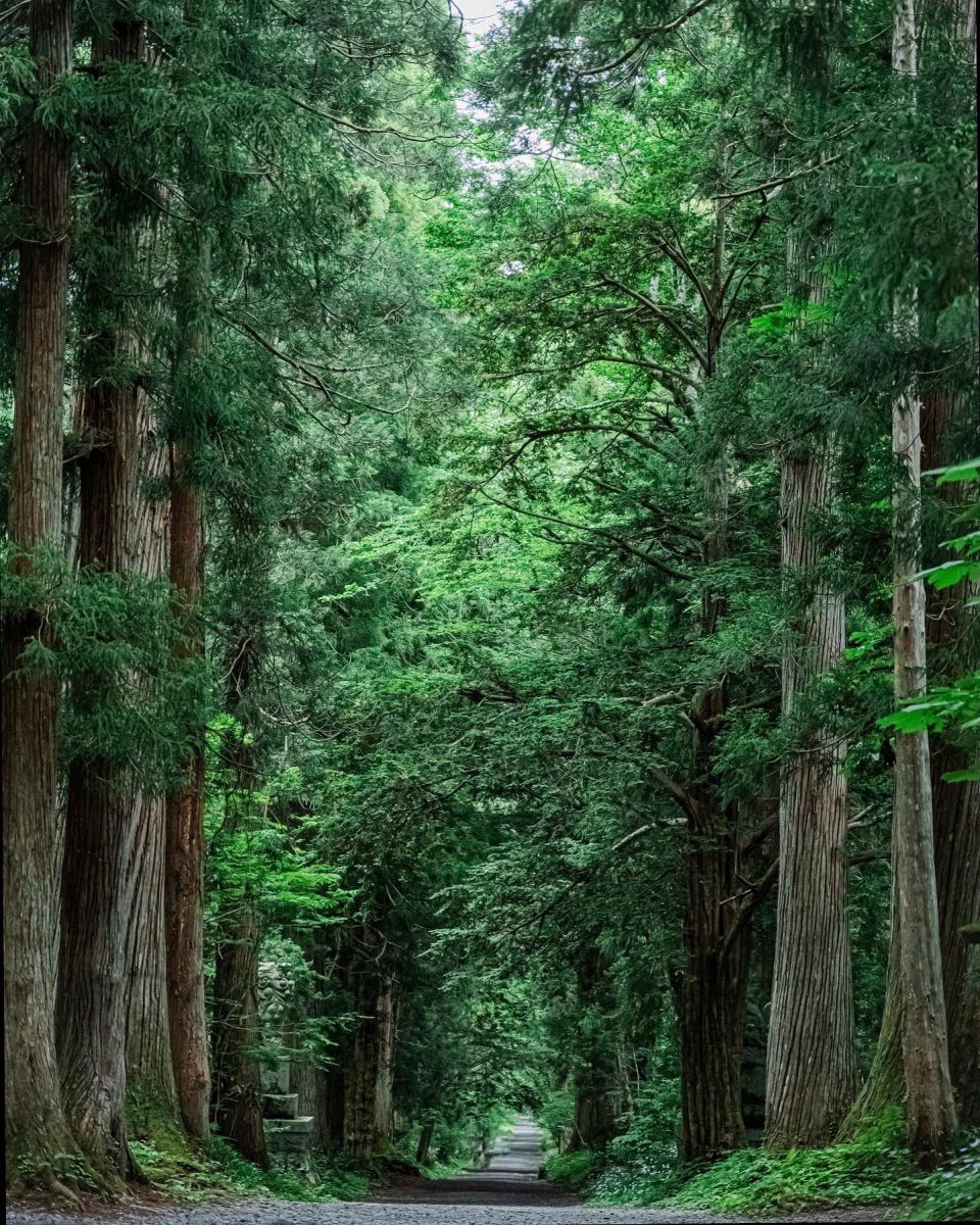 巨樹の大杉 | GANREF