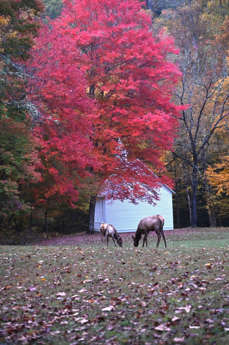 秋とエルク Two | GANREF