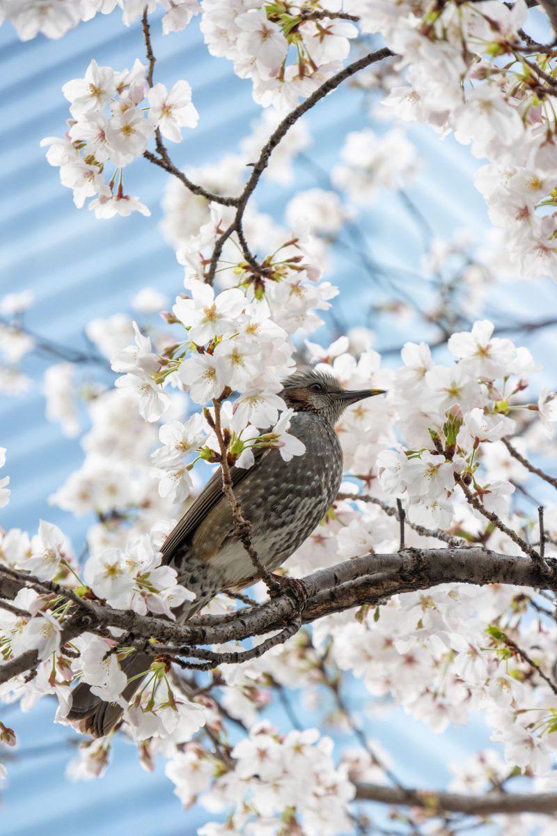 街のヒヨドリ | GANREF