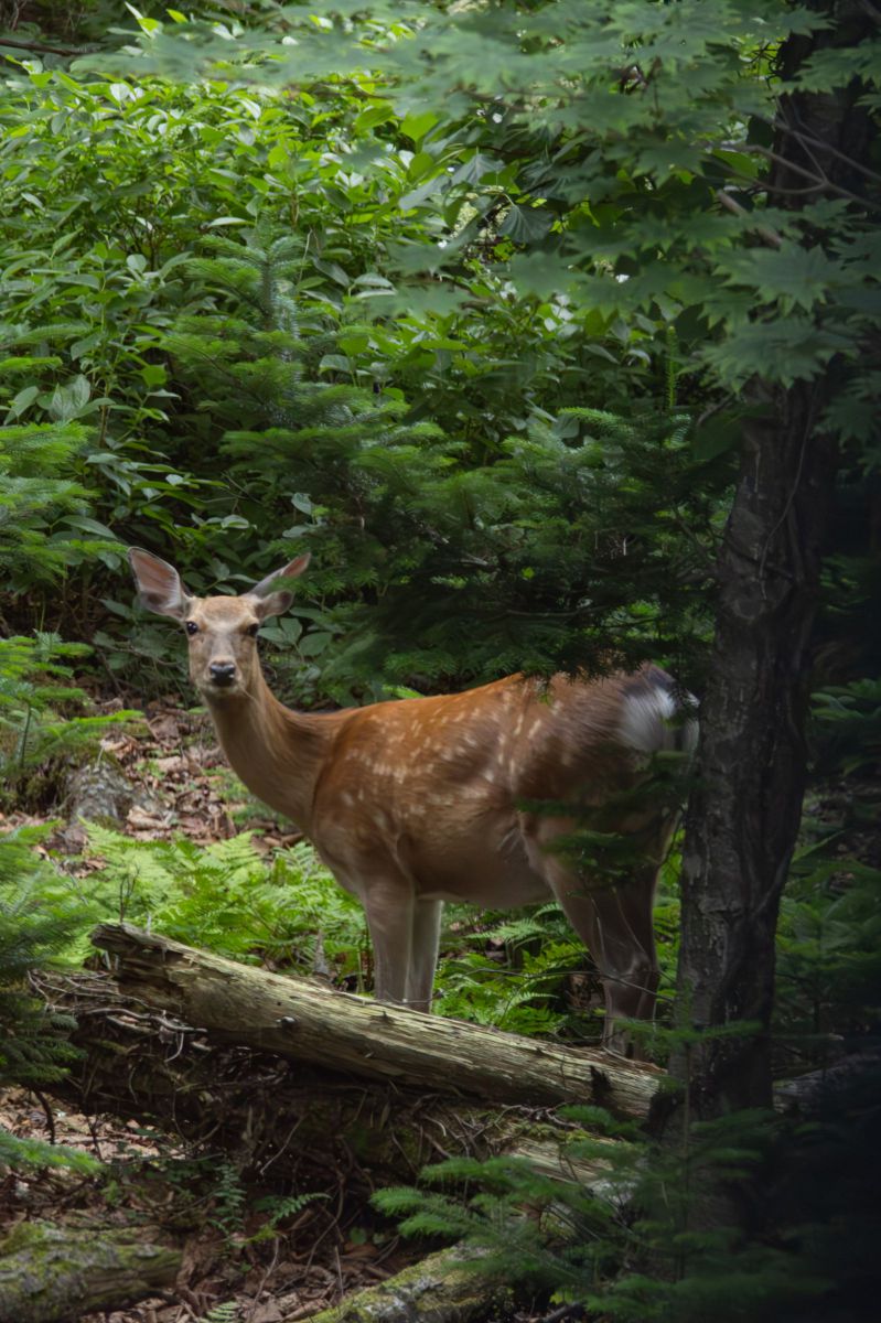 エゾシカ発見 | GANREF