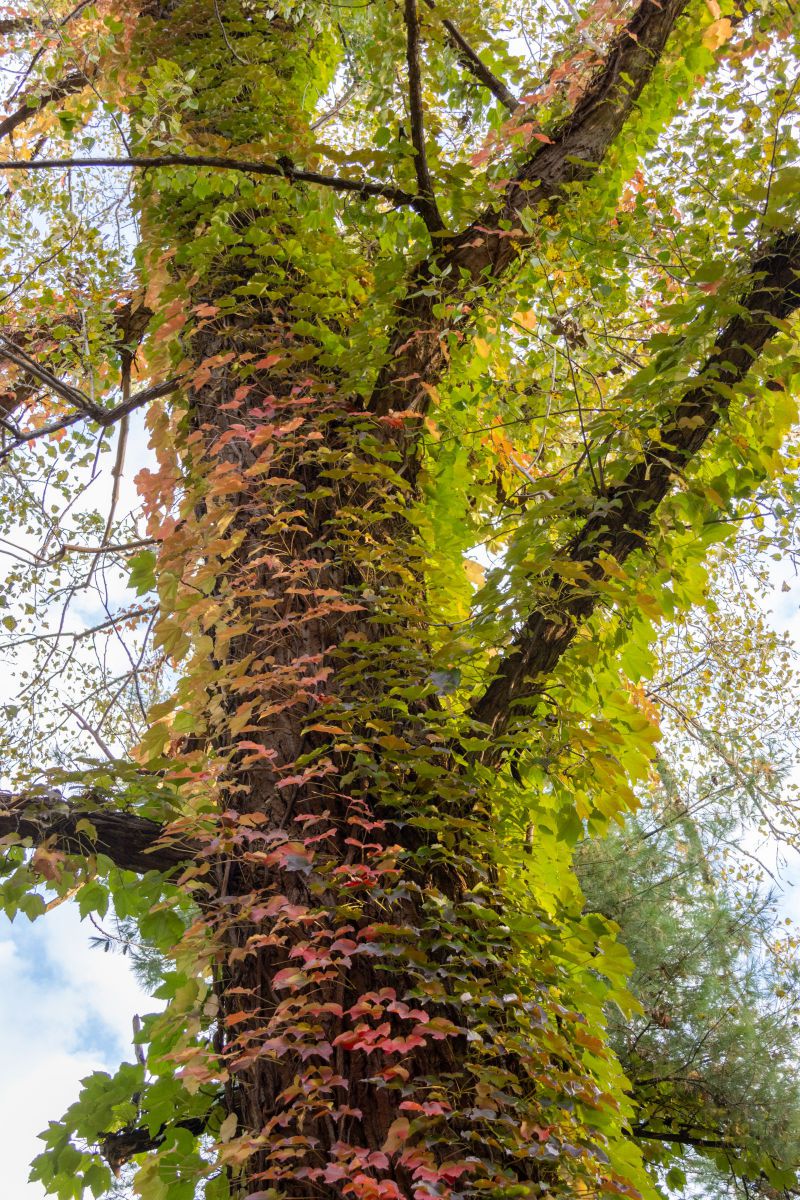 洋服を着た木 | GANREF