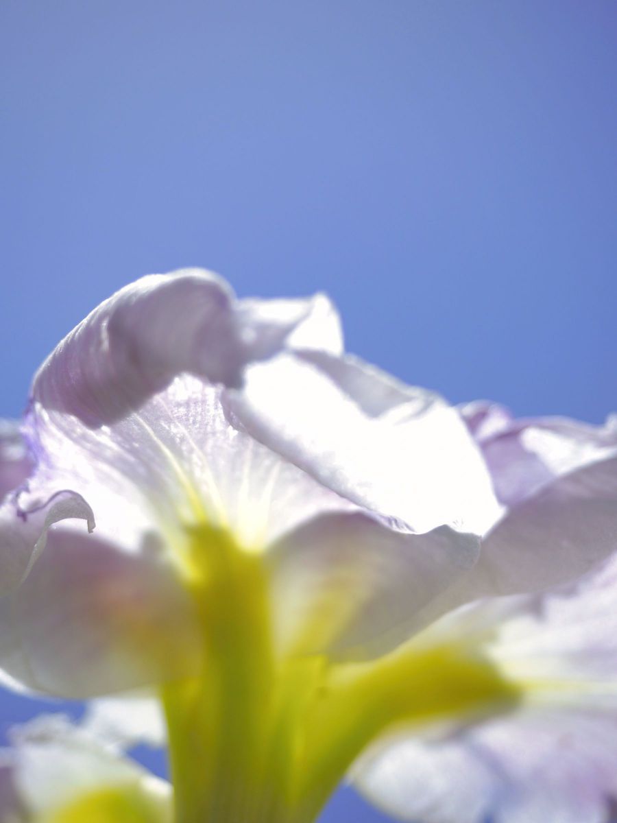 見上てみた。 | GANREF