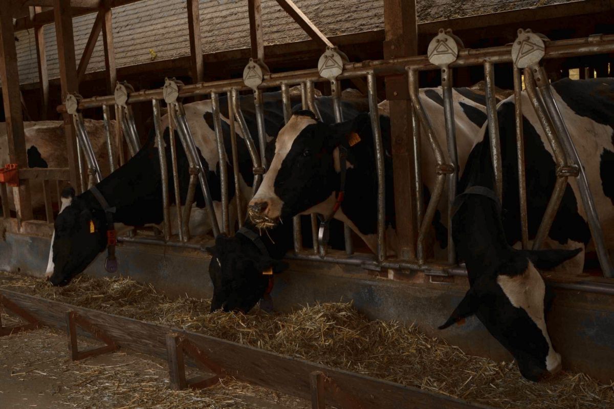 cow cow cow | GANREF