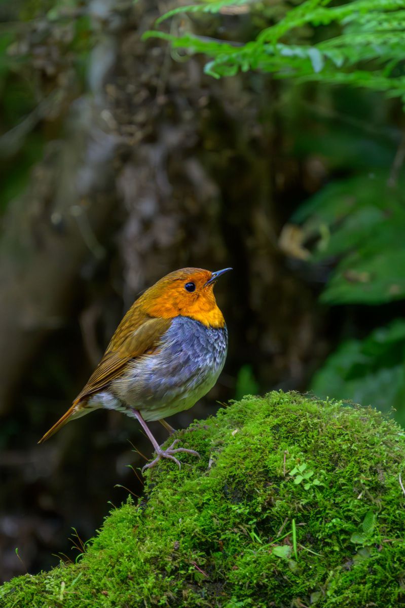 春のコマドリ | GANREF