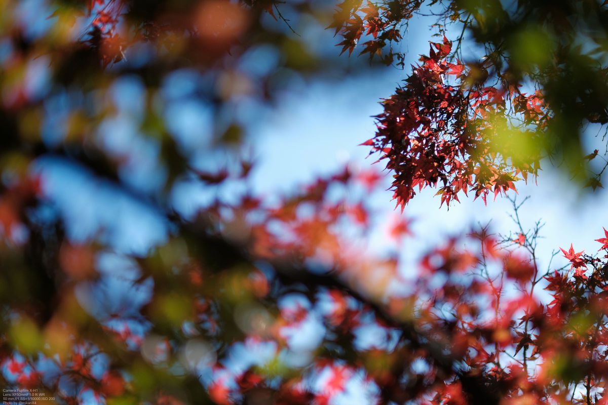 Autumn Colorful | GANREF