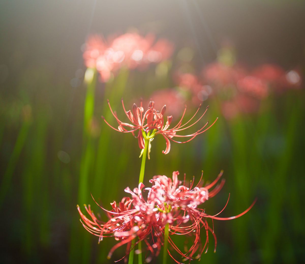 Lycoris | GANREF