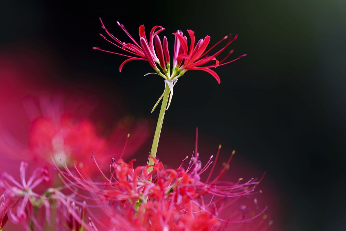 Lycoris | GANREF