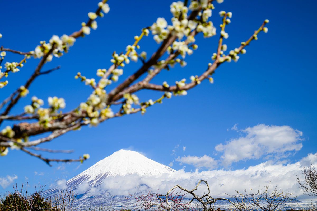 Mt Fuji at Park Iwamotoyama-0161 | GANREF