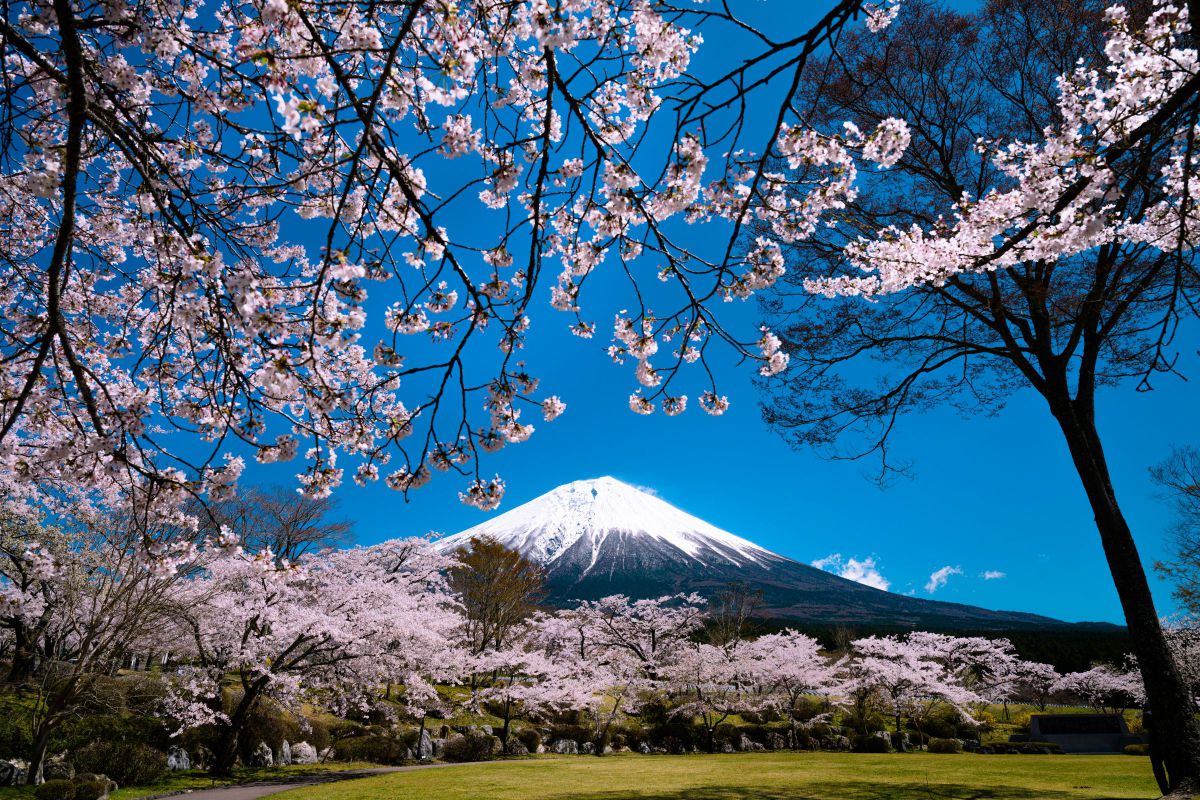 Fujizakura Natural Cemetery Park-2046 | GANREF