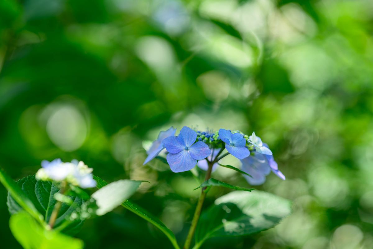 hydrangea at Park Aoike-7091 | GANREF