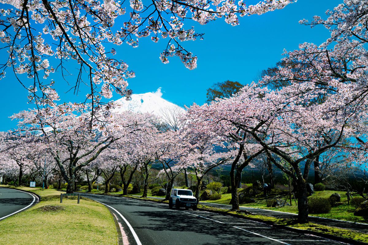 Fujizakura Natural Cemetery Park-2086 | GANREF