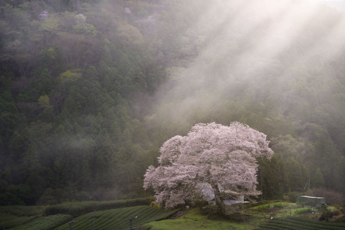 Mizume cherry blossoms | GANREF