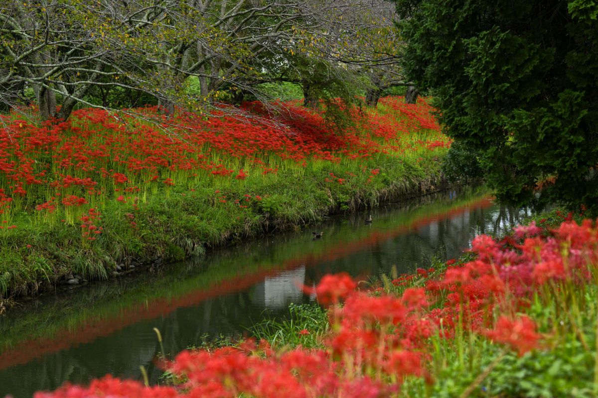 River Hanasigawa-3978 | GANREF