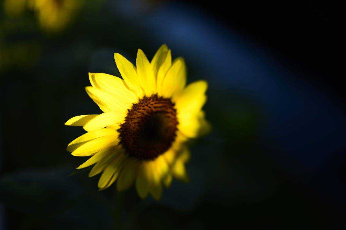 Sunflower-2069 | GANREF