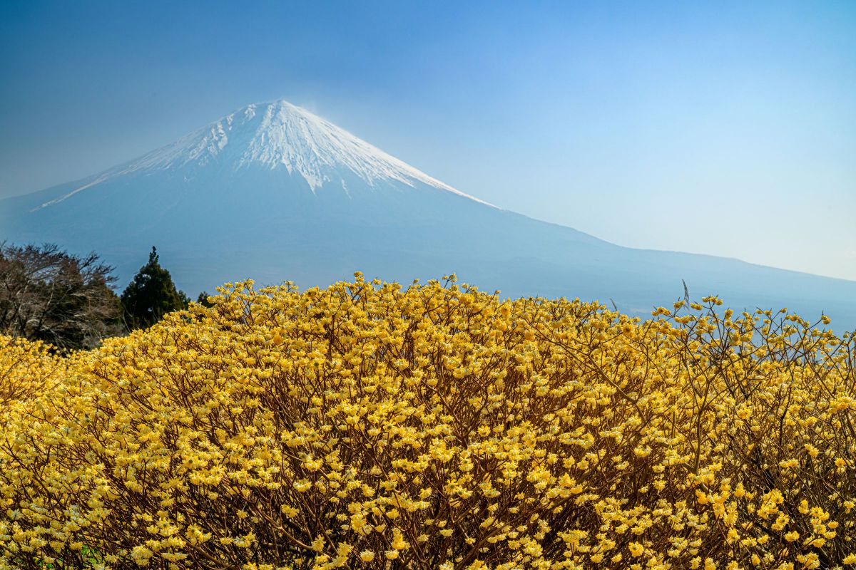 Mt Fuji with Mitumata-1002 | GANREF