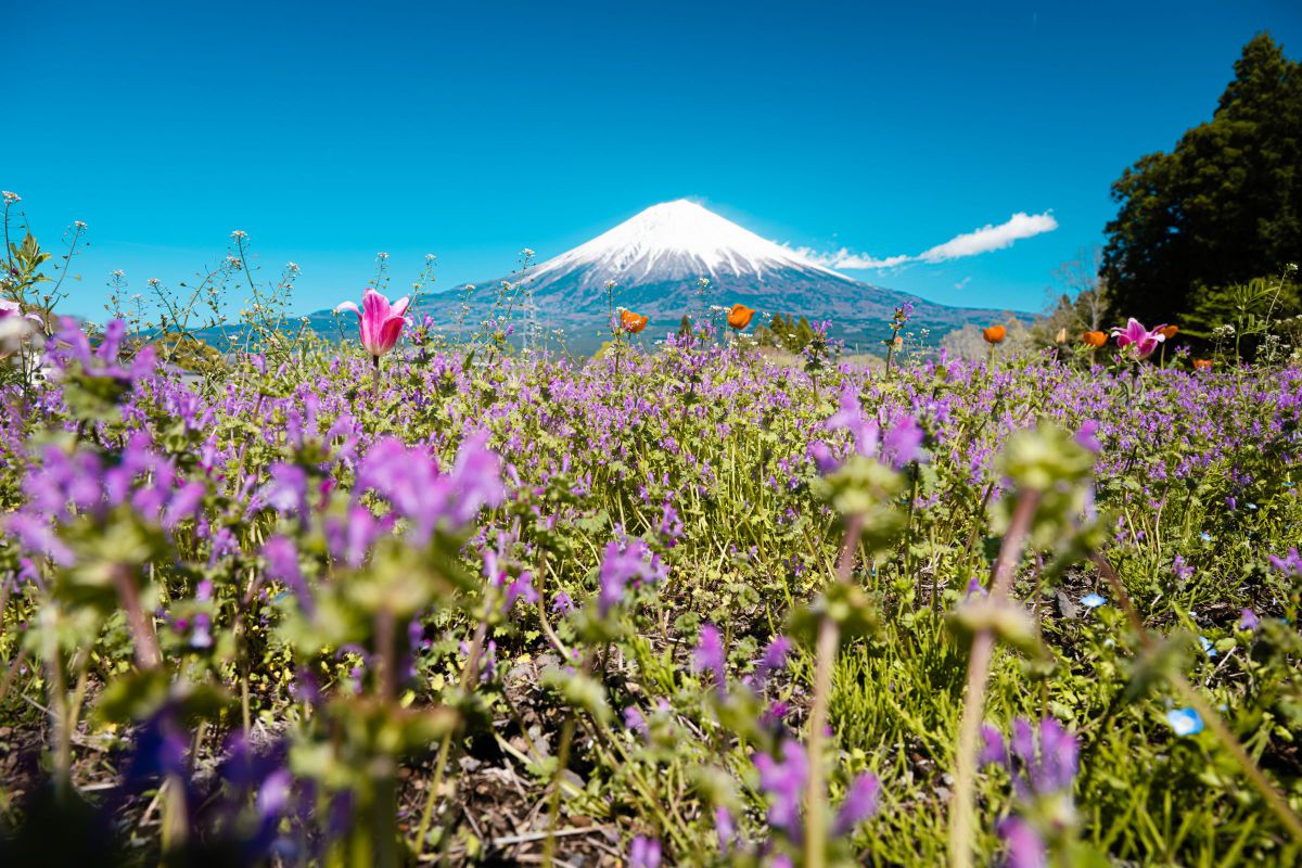 Mt Fuji and flowers-2374 | GANREF