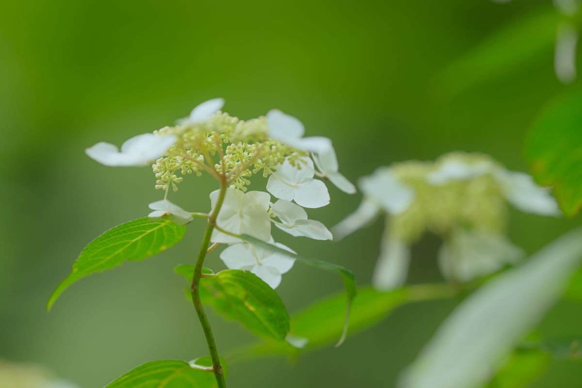 Temple Rinsouin-2995 | GANREF