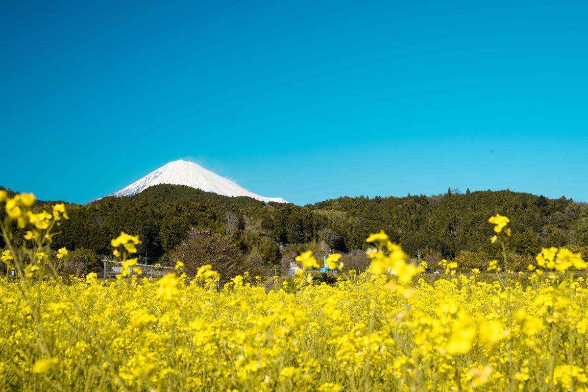 Mt Fuji and flowers-2614 | GANREF