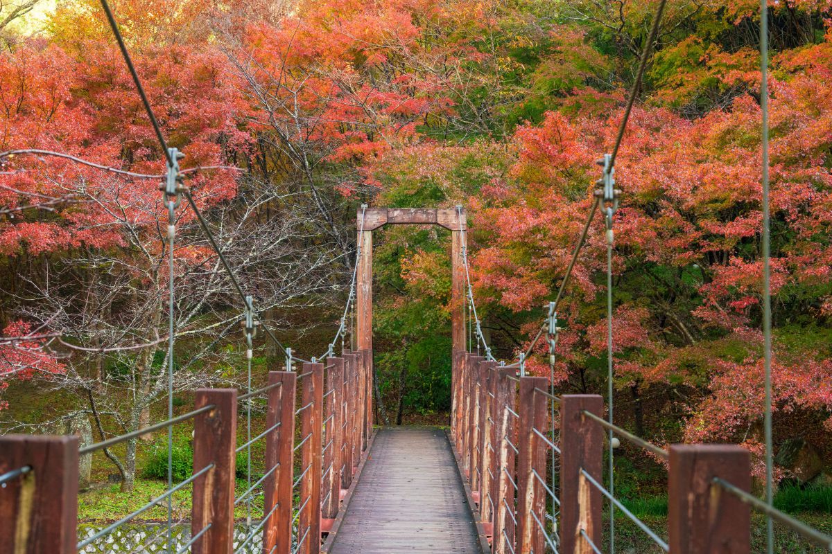 Autumn leaves at Takinoyai Fudo Gorge | GANREF