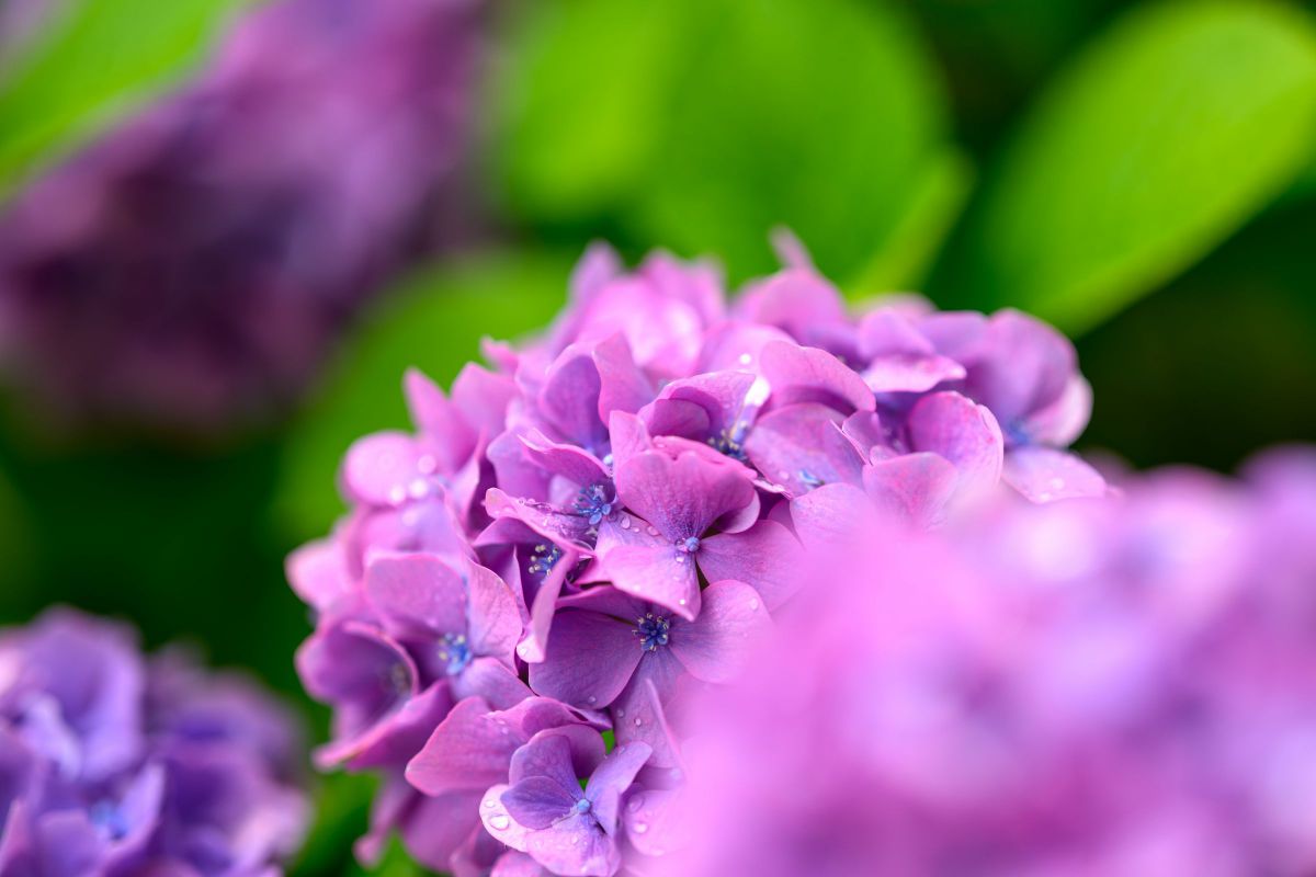 hydrangea | GANREF