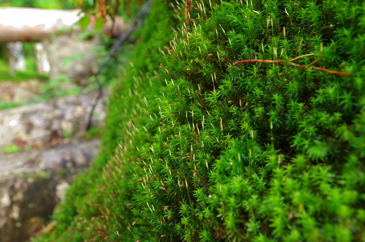 こけ・コケ・苔・moss | GANREF