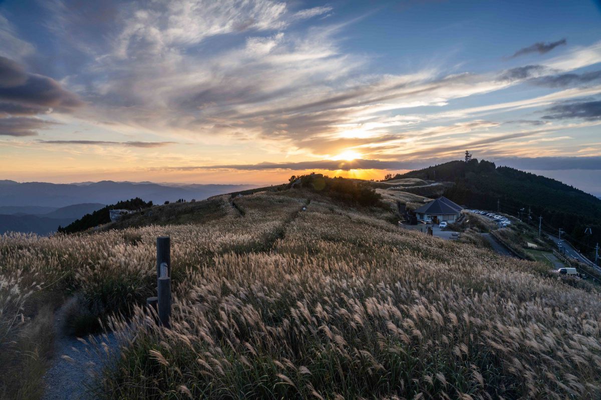 2024 ススキシリーズⅢ | GANREF