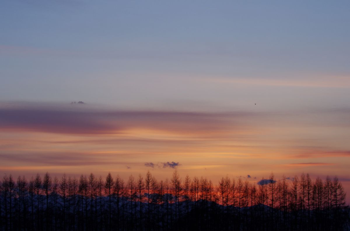 【K-5 レビュー my first PENTAX】 14.ただ春の夜の夢のごとし | GANREF