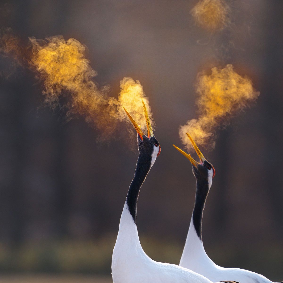 On behalf of us | GANREF