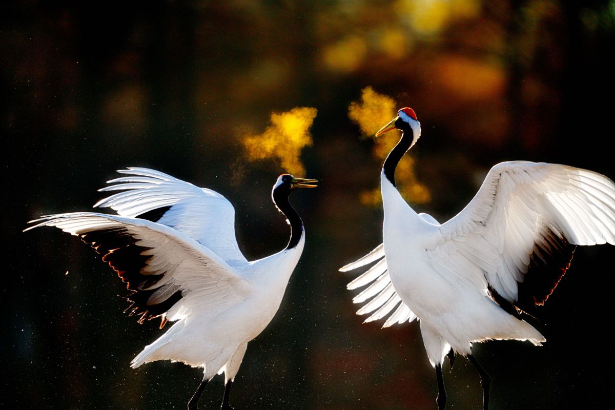 Getting Closer | GANREF