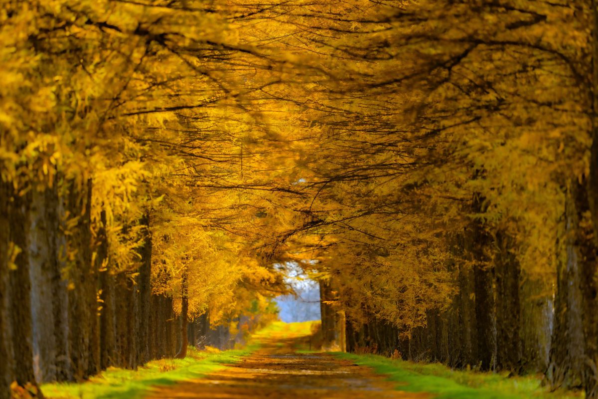 November Yellow | GANREF