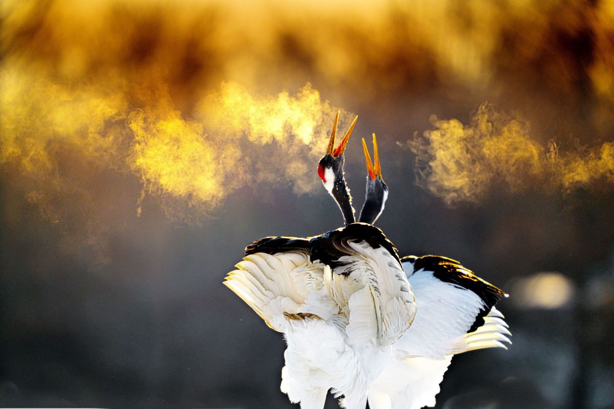 I will be the flame | GANREF