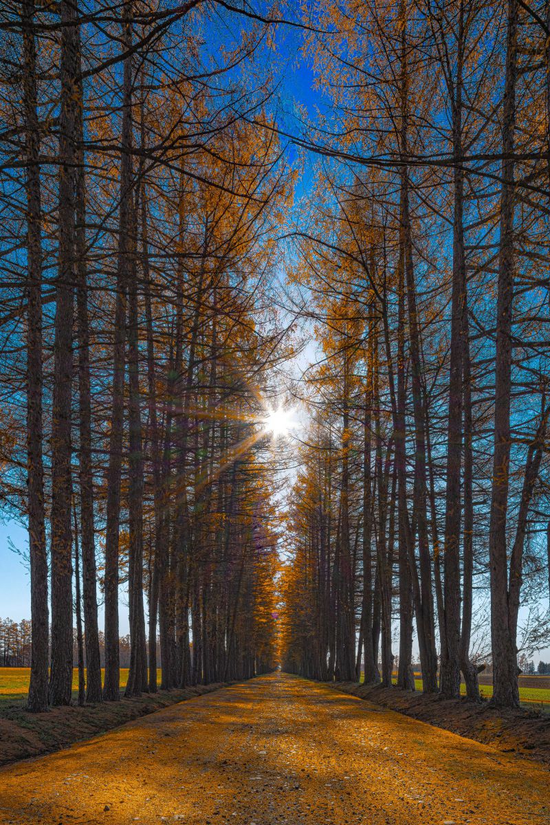 晩秋のパースペクティブ | GANREF