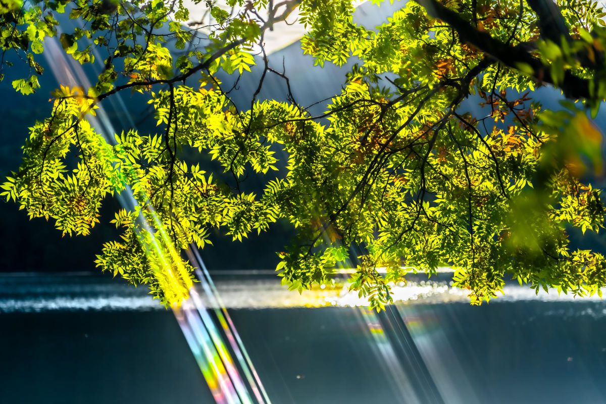 Coming Colours in the Air | GANREF