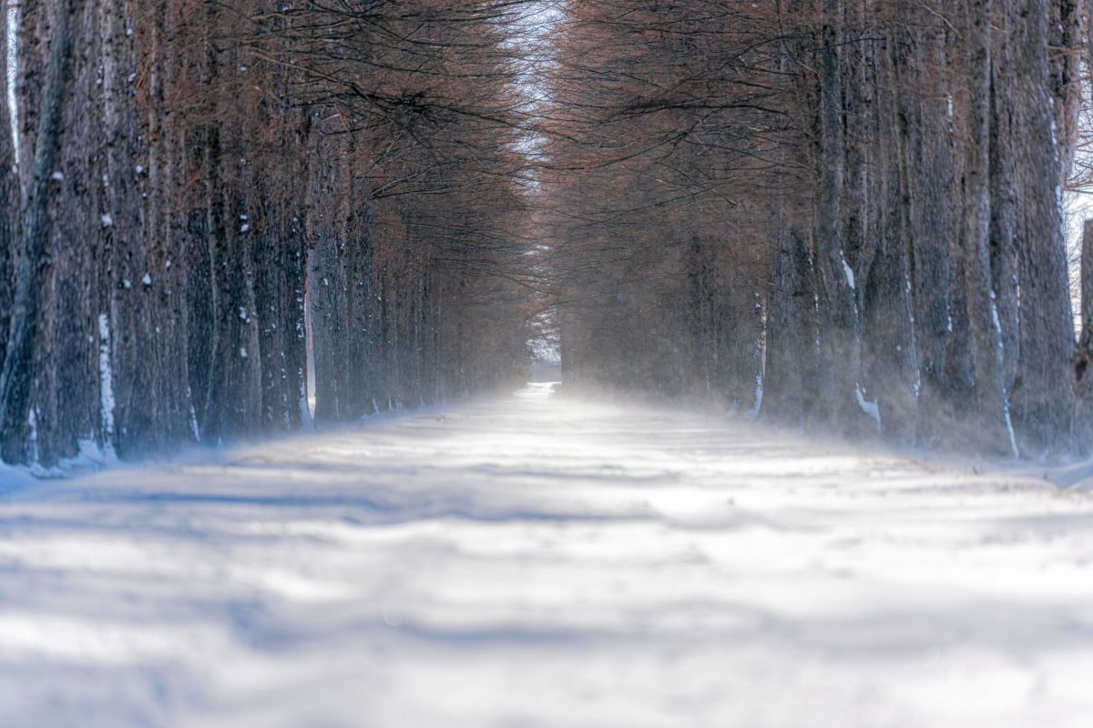 Blizzard Ⅲ | GANREF