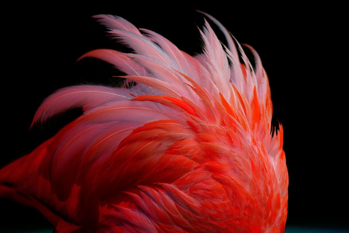 I'll be the Flame | GANREF