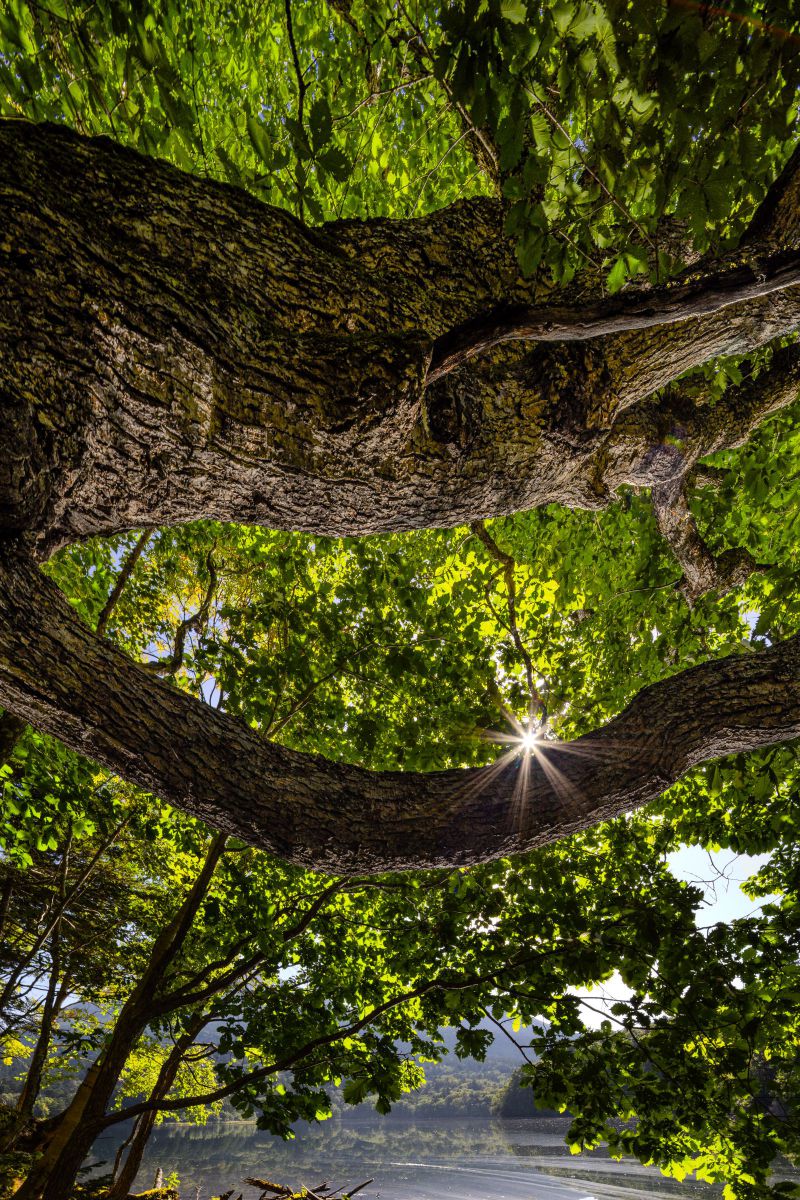 木陰にて | GANREF