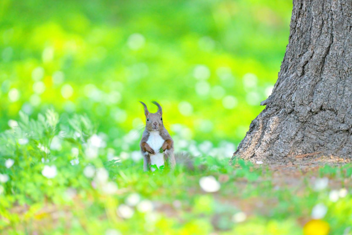 風に吹かれて | GANREF