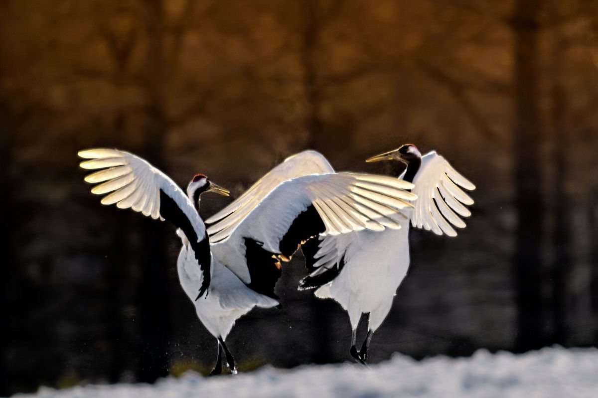 Crane-go-round | GANREF