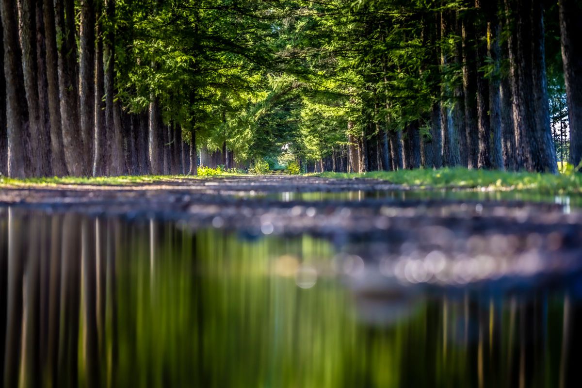 初秋のリフレクション | GANREF