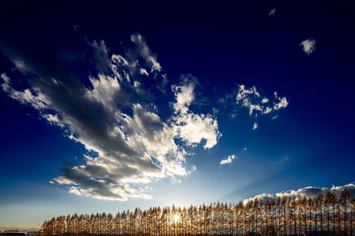 夕暮れの防風林 | GANREF