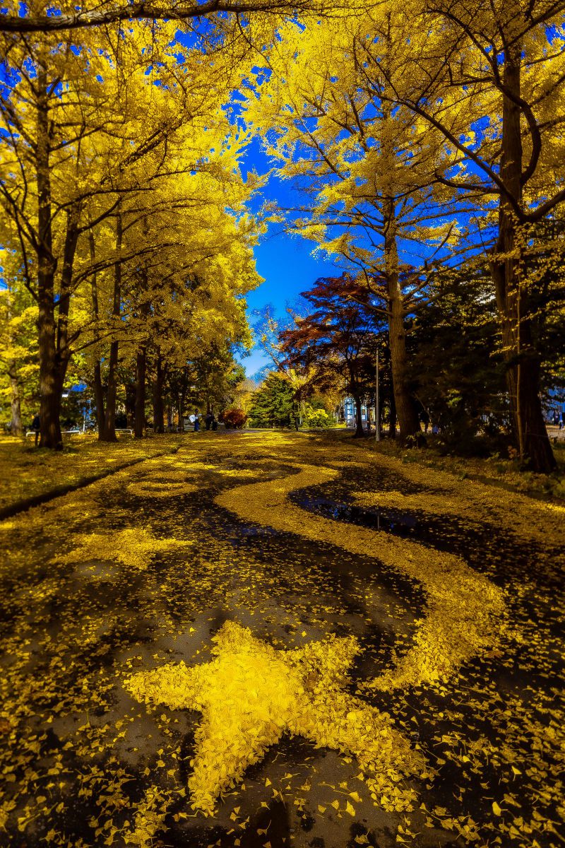 Ginkgo Leaves Art | GANREF