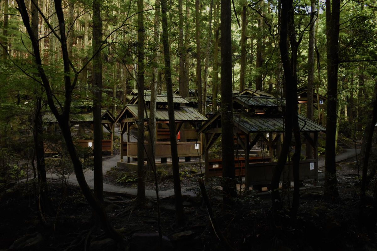 Within the Forest | GANREF