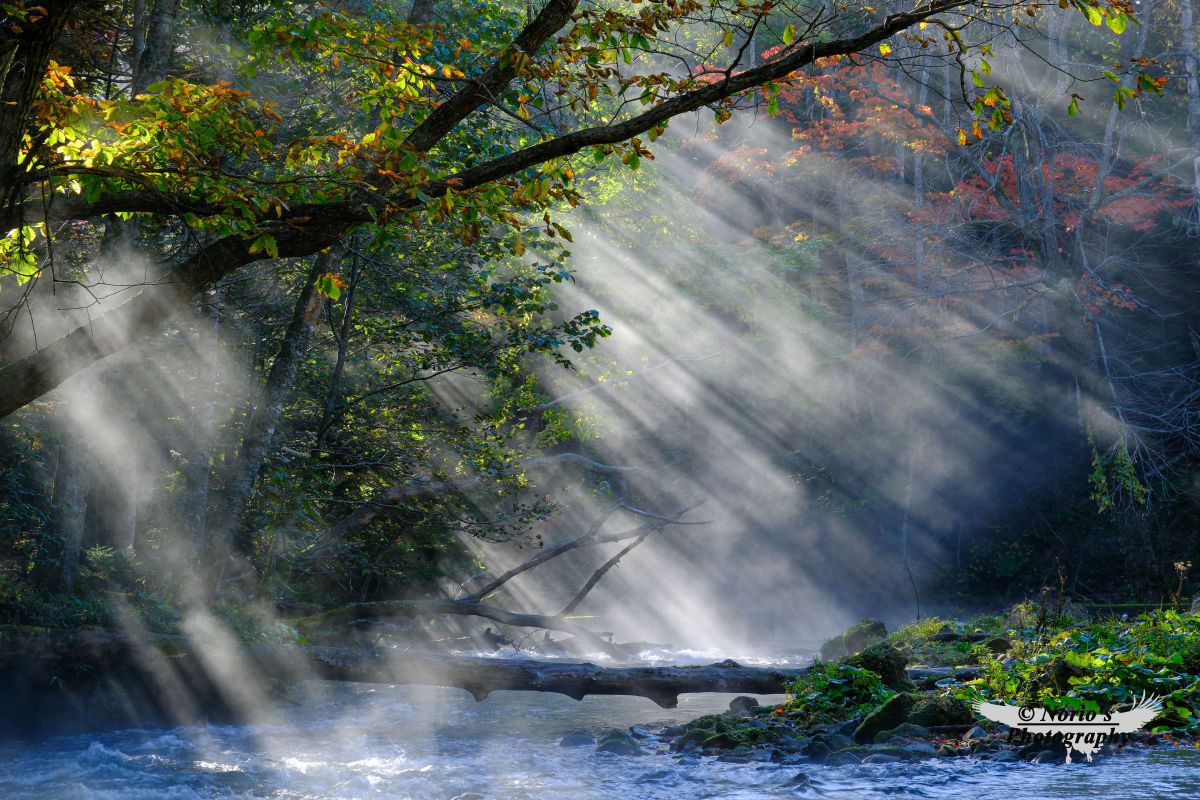 阿寒の秋2024：光芒 | GANREF