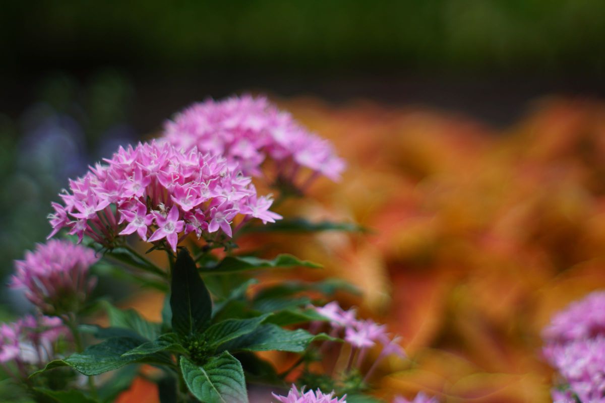 ペンタス | GANREF