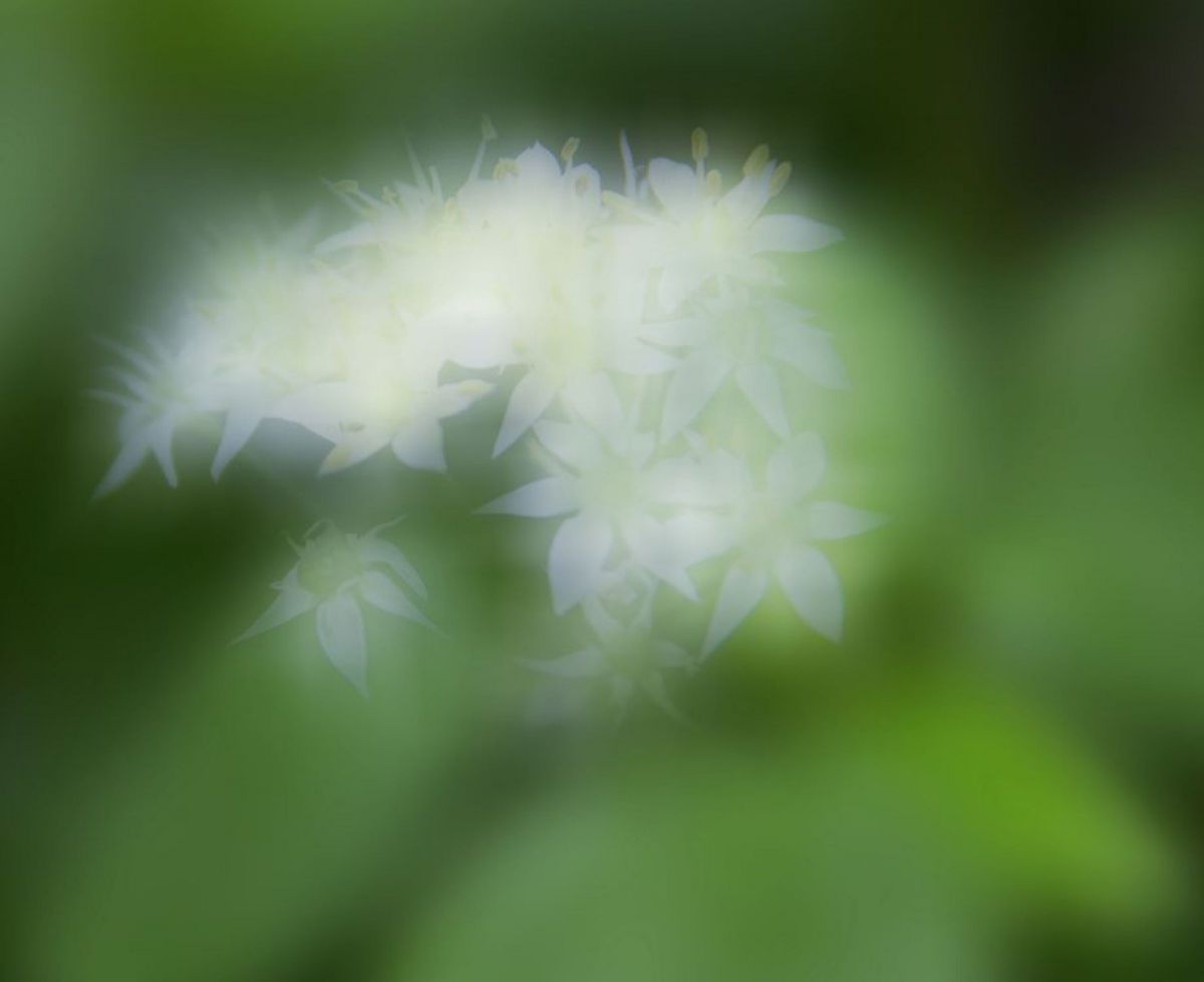 transparent light | GANREF