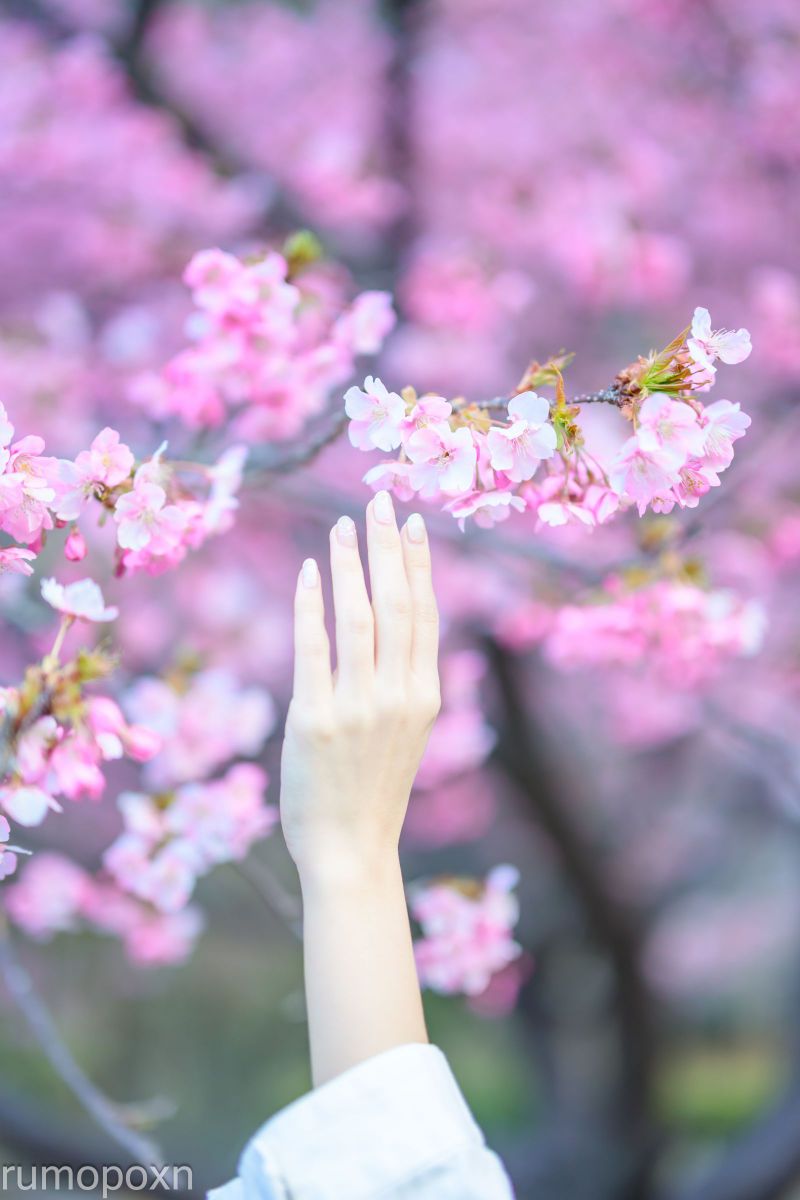 2025-河津桜まつり1 | GANREF