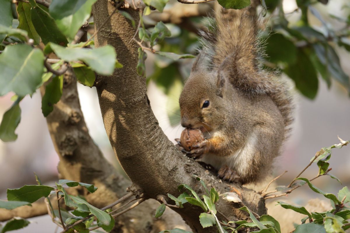 キヤノン EOS M3 レビュー 4 リモート撮影 | GANREF